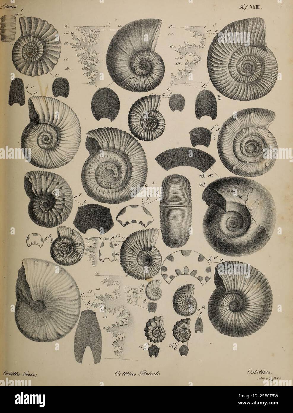 Ammonite habitat hi-res stock photography and images - Alamy
