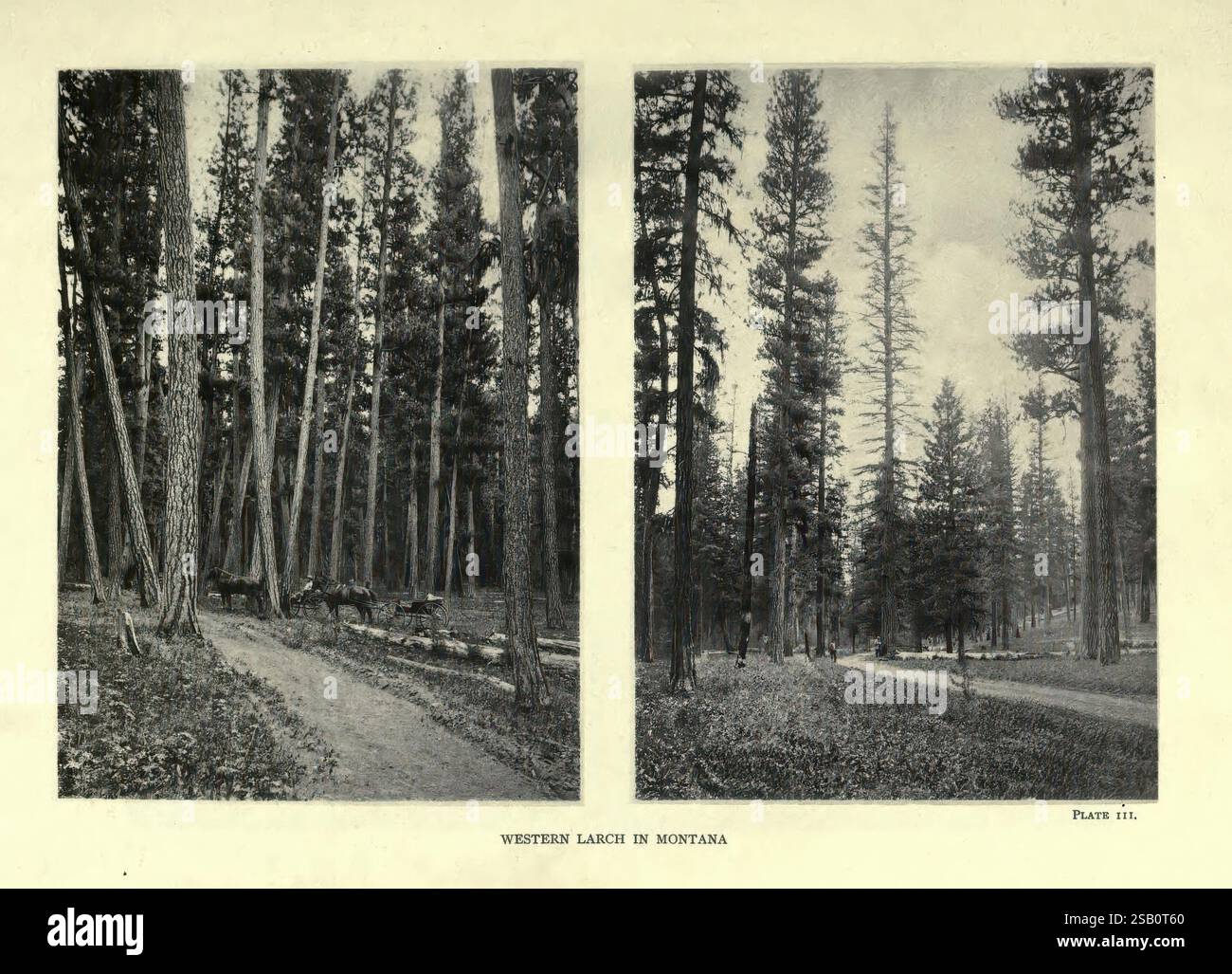 Ground path flanked tall hi-res stock photography and images - Alamy