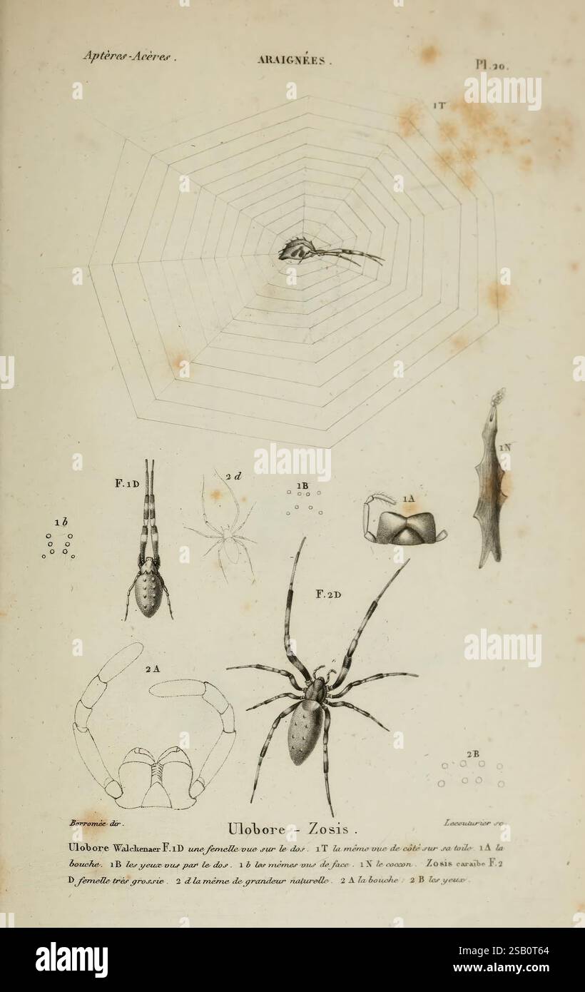 Histoire naturelle des insectes. Aptères. Paris, Librairie ...