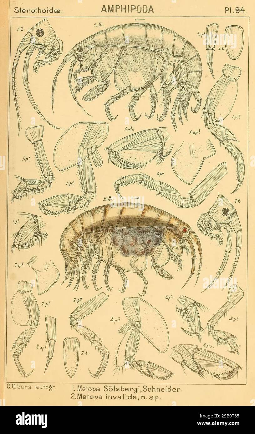 Drawing showcases two species hi-res stock photography and images - Alamy