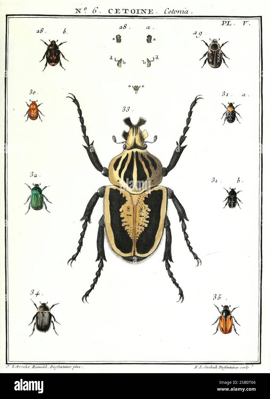 Entomologie, ou Histoire naturelle des insectes, Paris, Imp. Baudouin ...