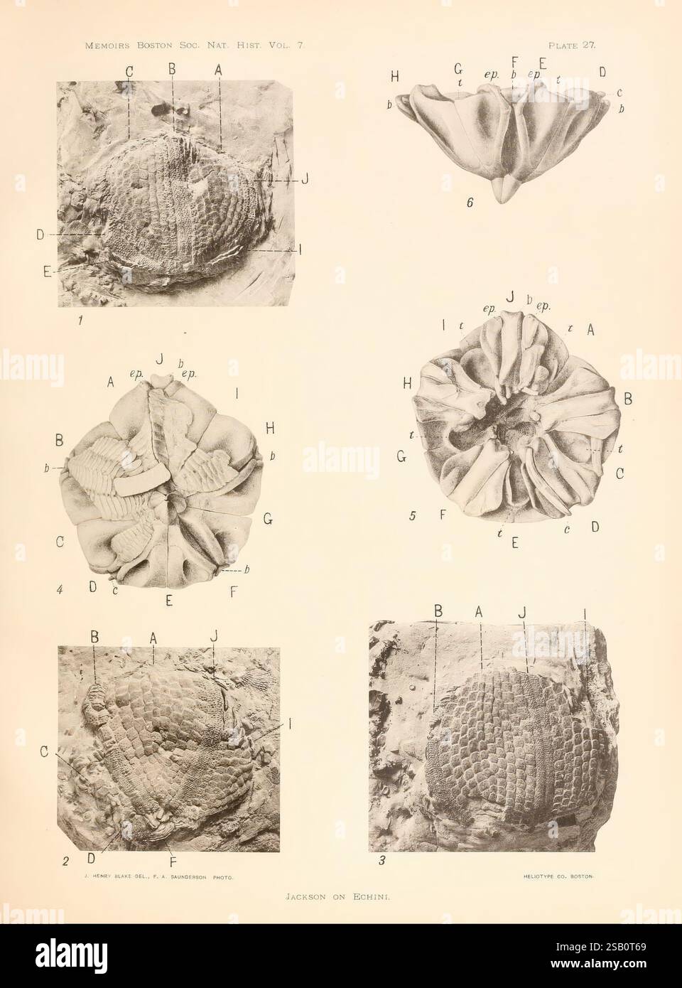 Phylogeny of the Echini, Boston, The Society, 1912, paleontology ...