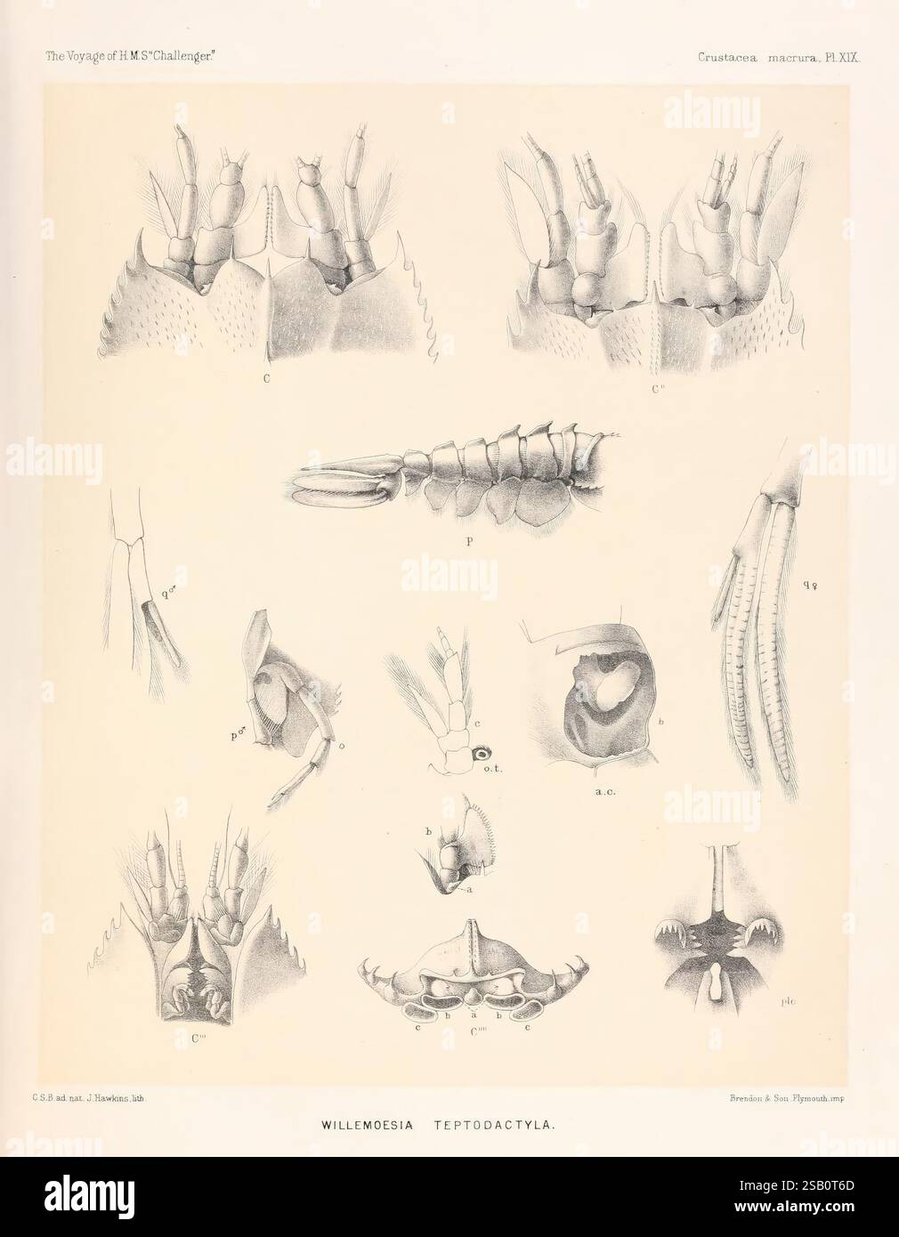 Highlighting claws hi-res stock photography and images - Alamy