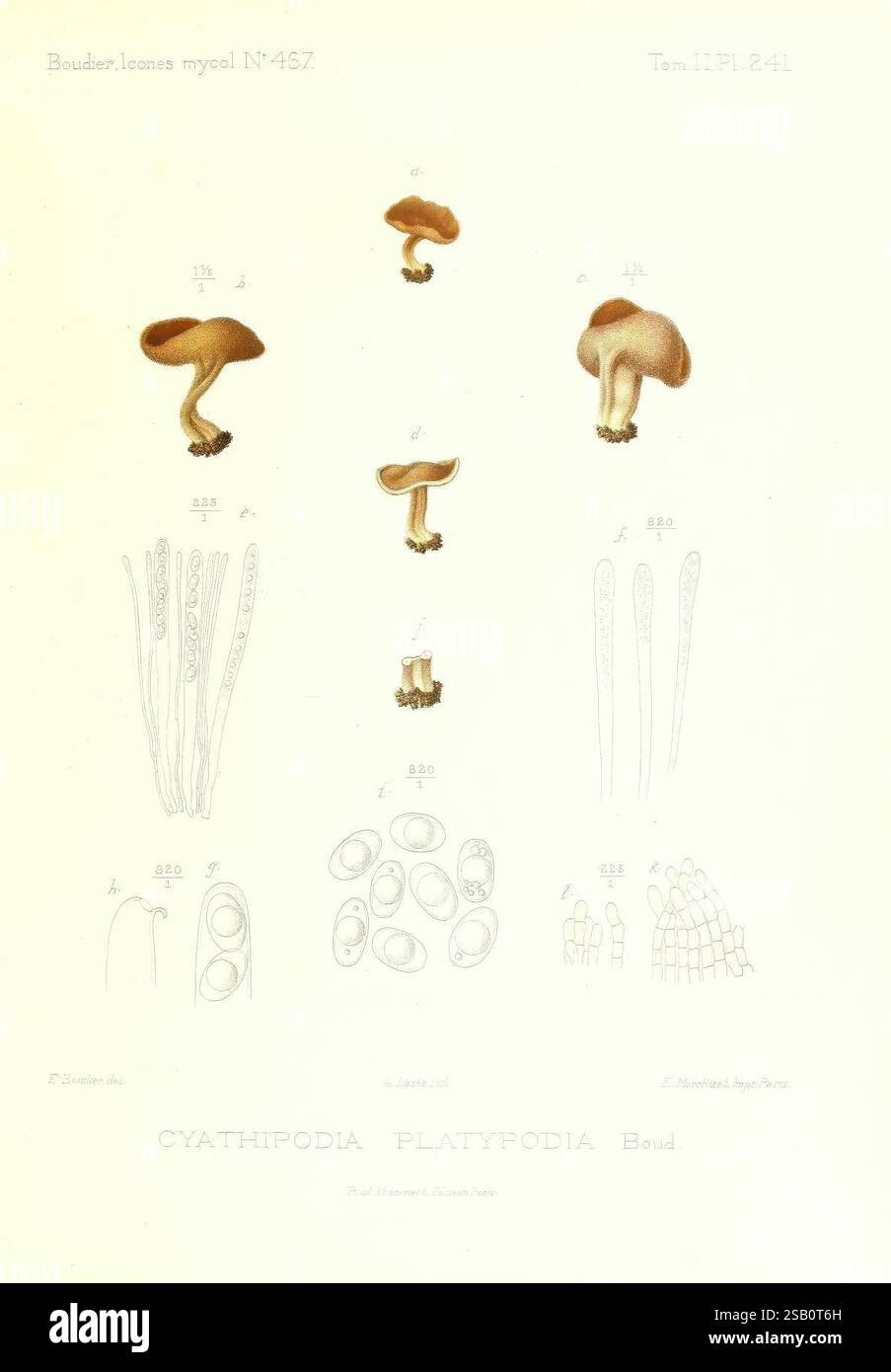 Icones mycologicæ, ou Iconographie des champignons de France ...