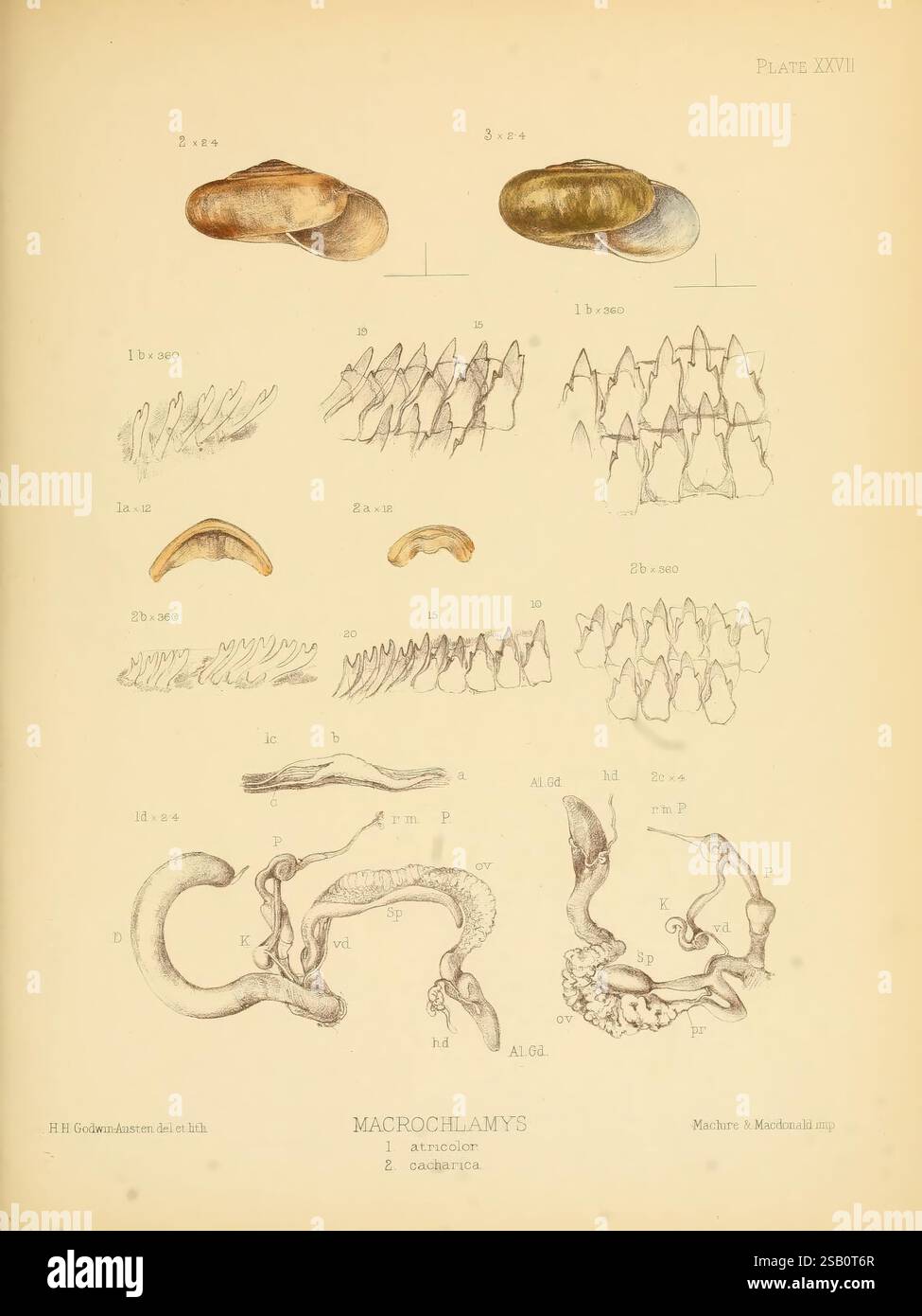 Land and freshwater Mollusca of India, London, Taylor and Francis, 1882 ...