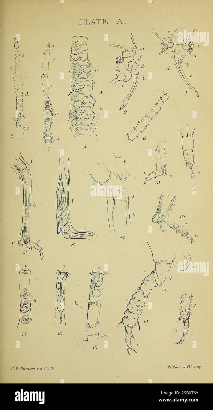 Monograph, of the, British, aphides, London, Printed for the, Ray ...