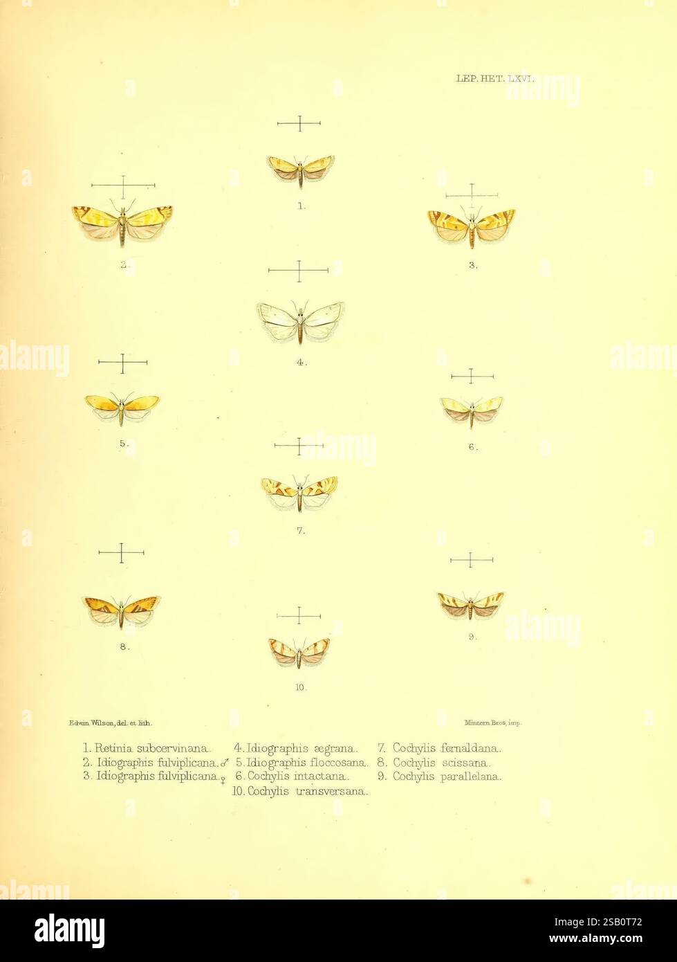 Detailed labels serve hi-res stock photography and images - Alamy