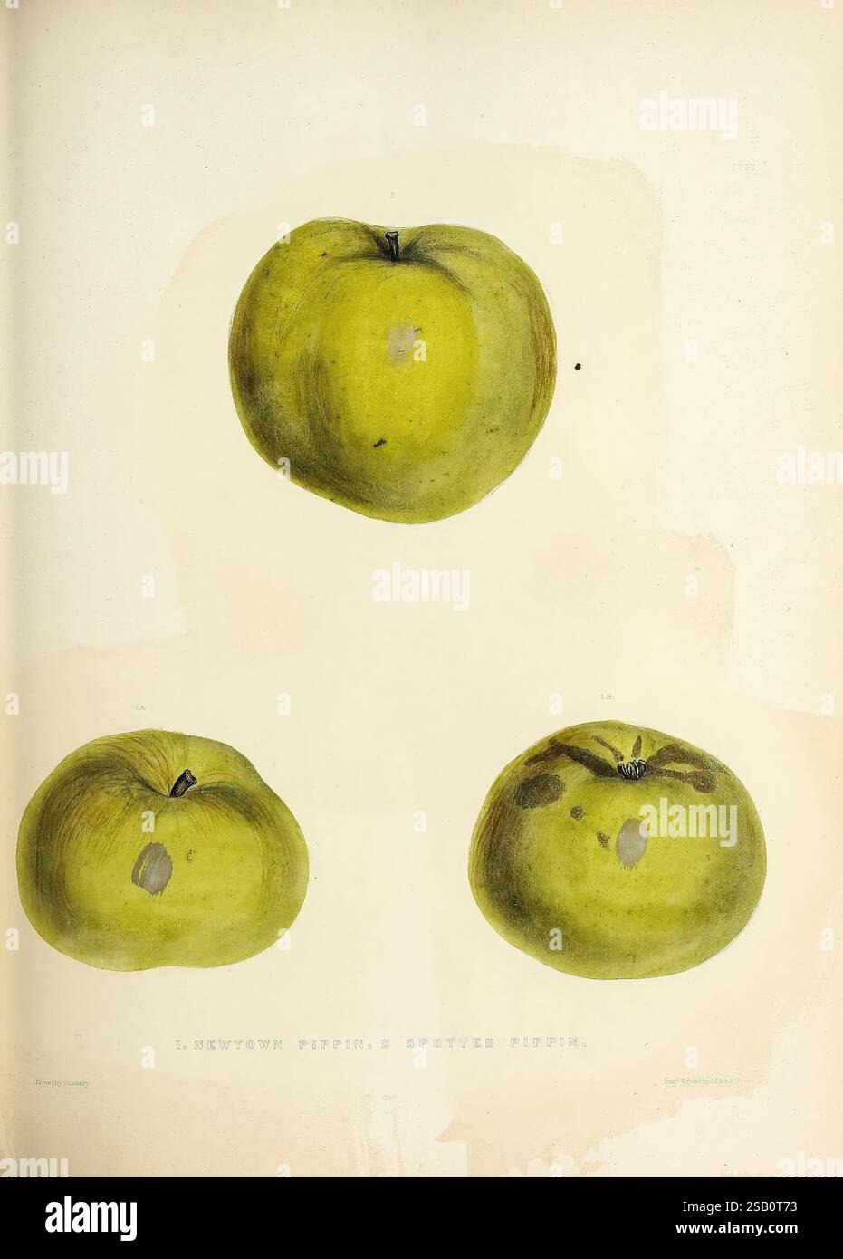 Two flanking apples hi-res stock photography and images - Alamy