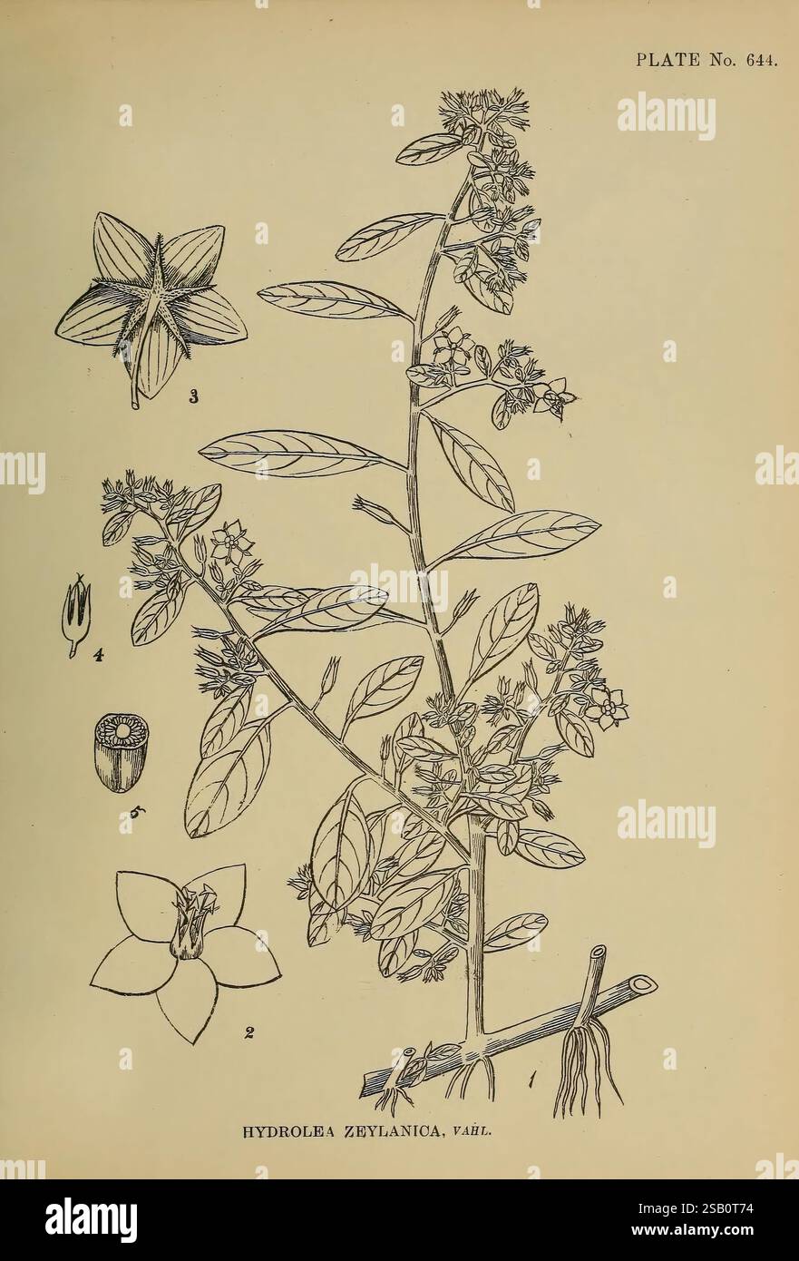 Indian, medicinal, plants, Bahadurganj, India, Sudhindra, Nath, Basu ...