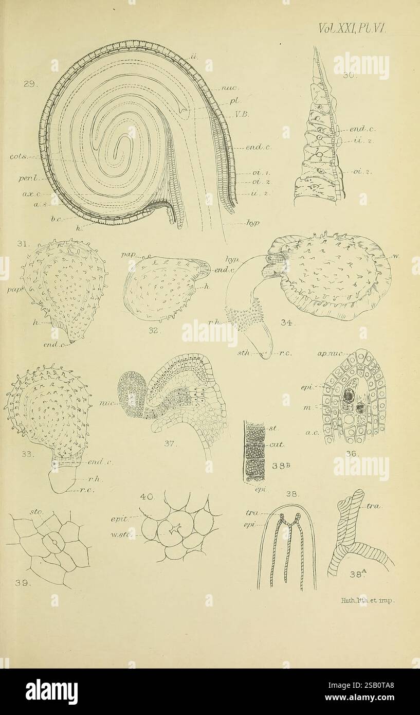 Representing different anatomical hi-res stock photography and images ...