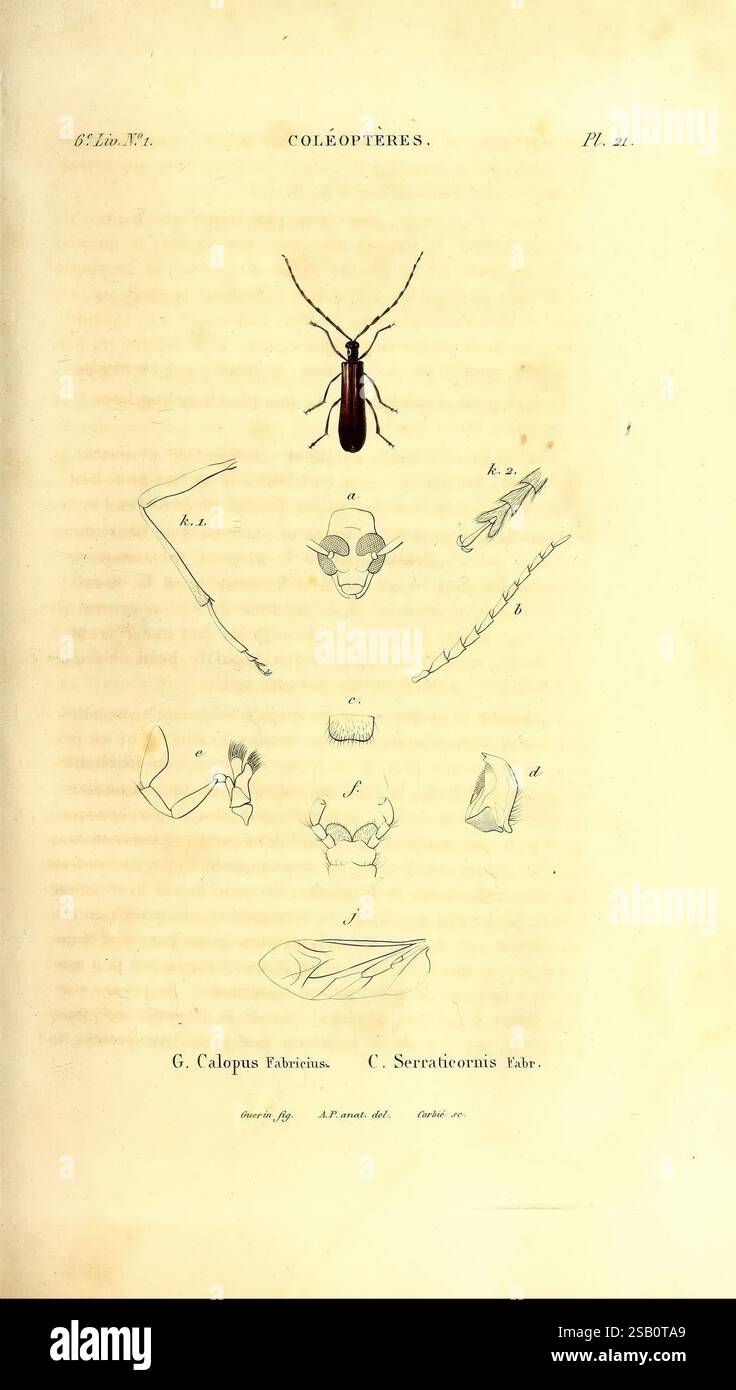 Lower section contains detailed sketches hi-res stock photography and ...