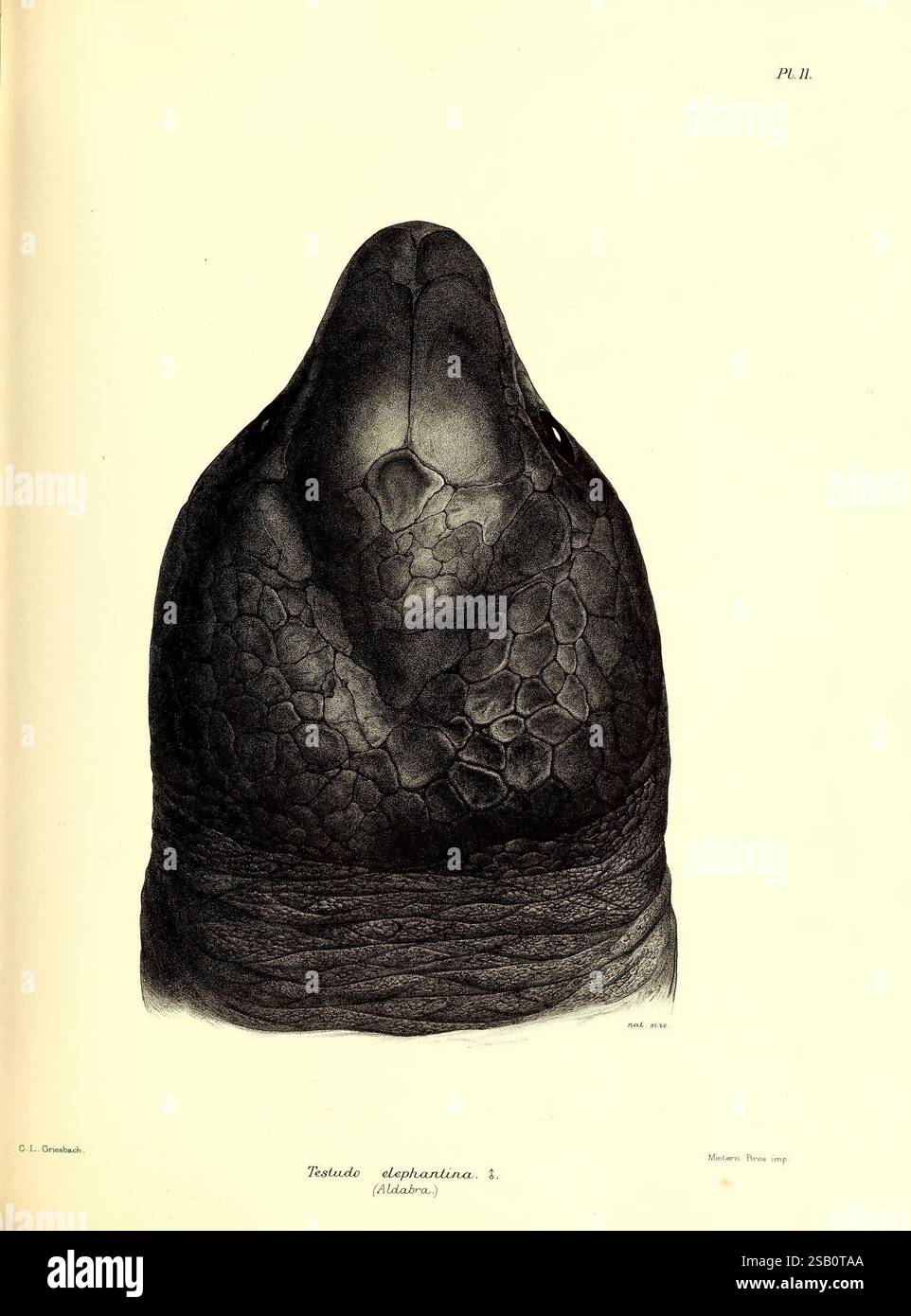 The gigantic land-tortoises (living and extinct) in the collection of ...