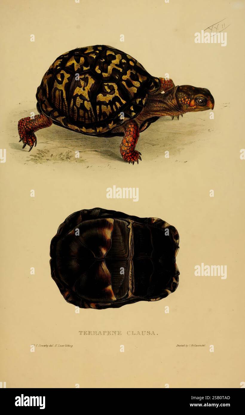 Tortoises, terrapins, and turtles London, Paris, and Frankfurt H ...