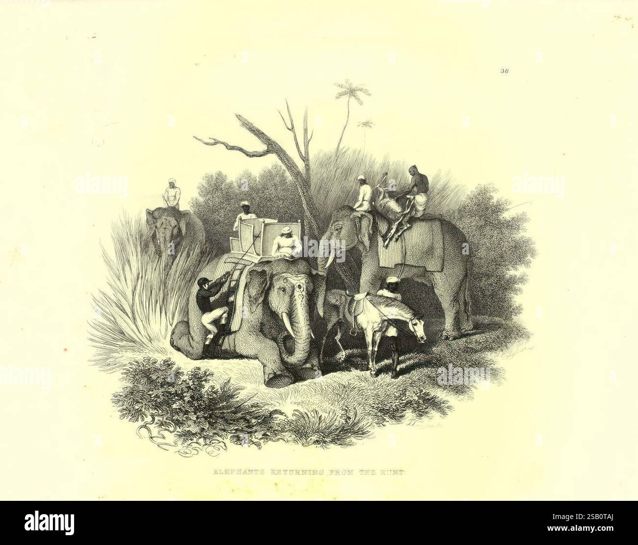 Engravings of lions, tigers, panthers, leopards, dogs, &c. 1853. Animal ...