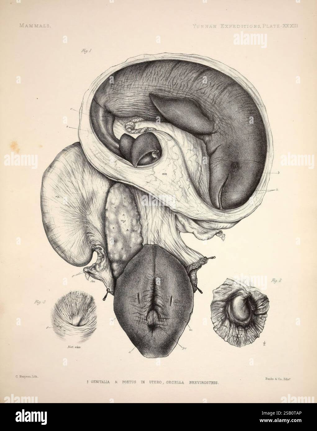 Large mammal showcases internal organs hi-res stock photography and ...