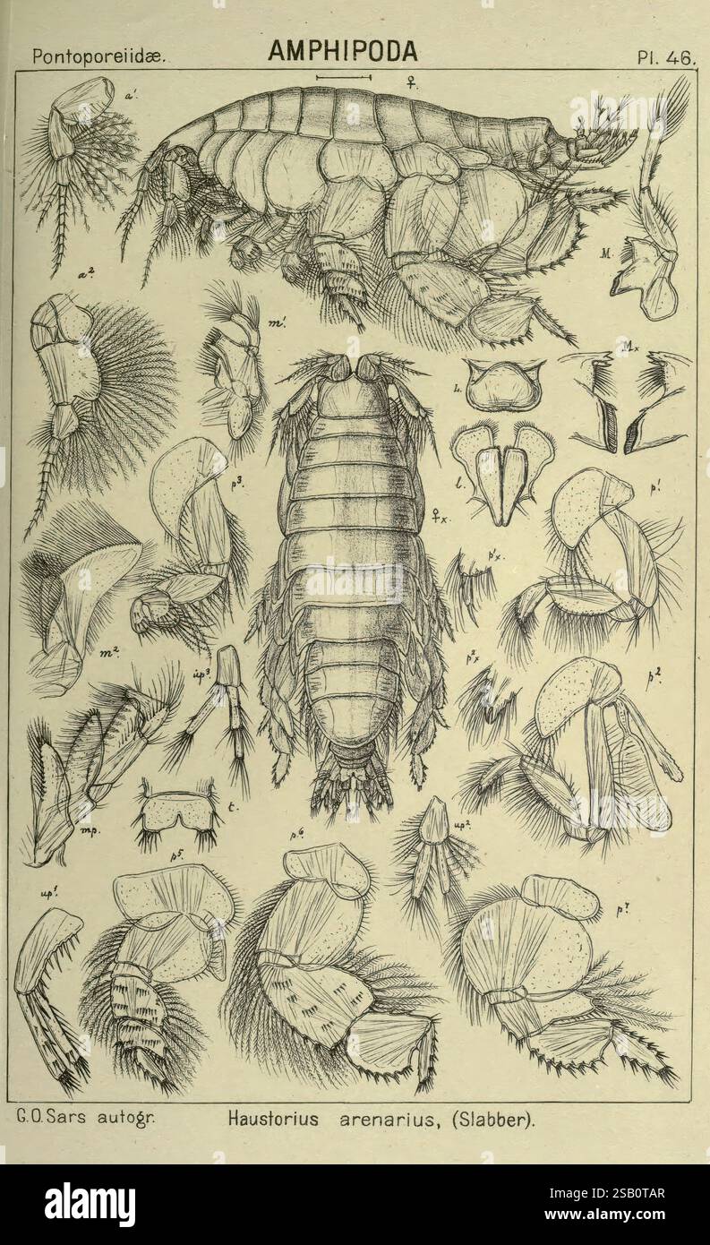 An, account, of, the, Crustacea, of, Norway Amphipoda, (plates ...