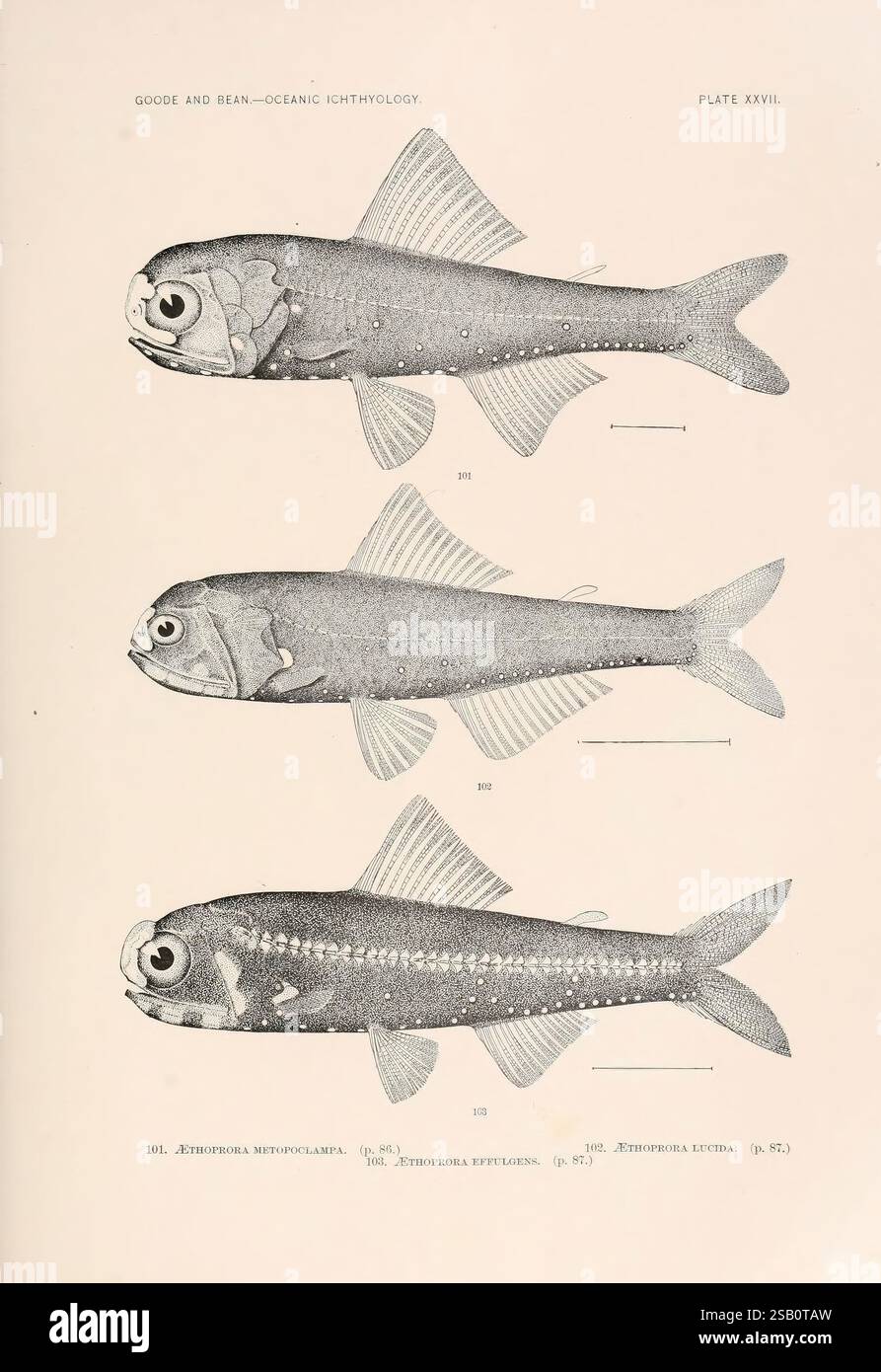 Structure of a fish scale hi-res stock photography and images - Alamy