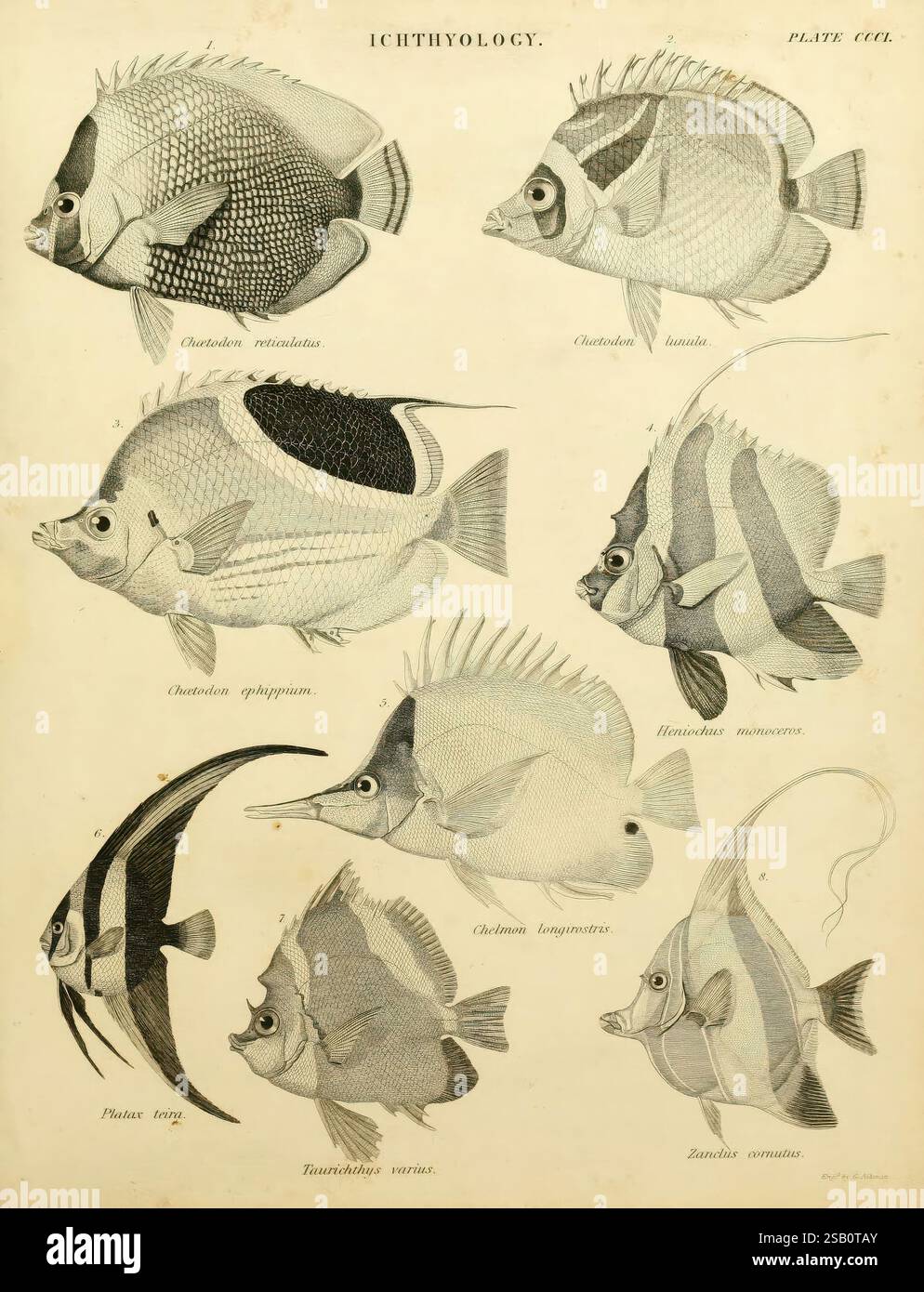 Educational visual portrays hi-res stock photography and images - Alamy