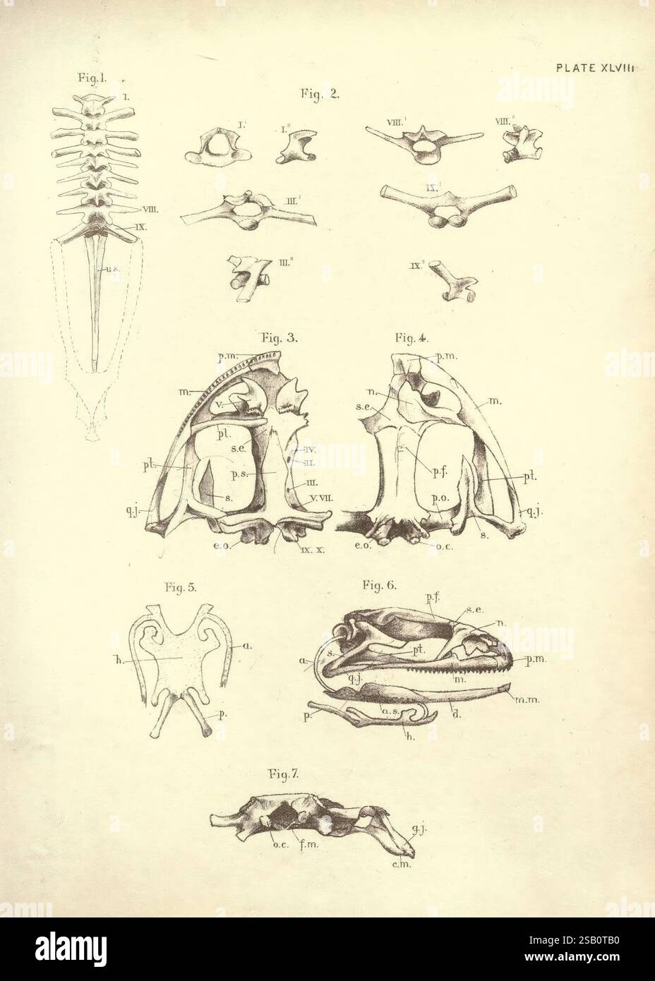 Illustrations of zoology: invertebrates & vertebrates, Edinburgh, Y.J ...