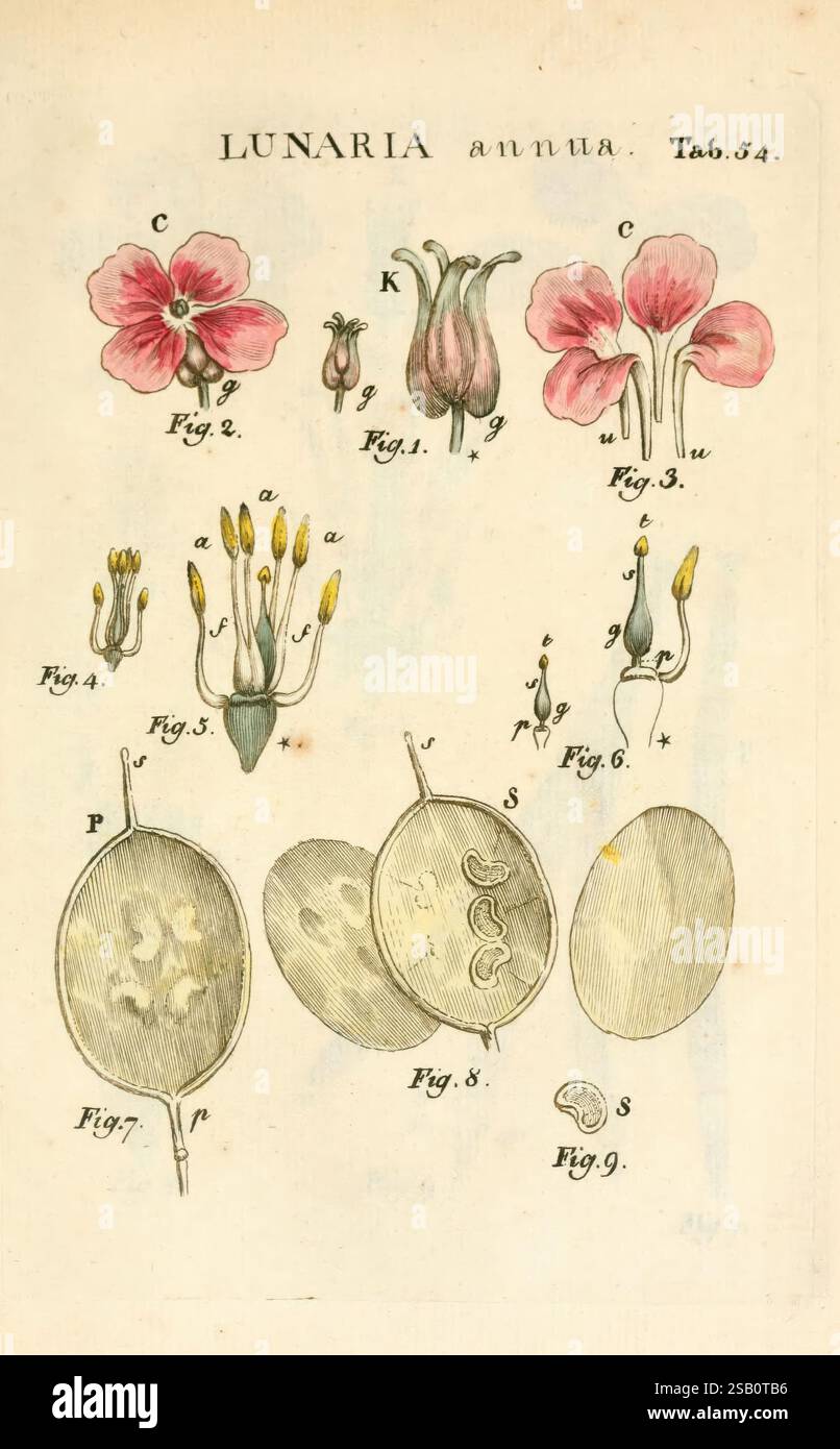 Illustratio systematis sexualis Linnaeani Francofurti ad Moenum ...