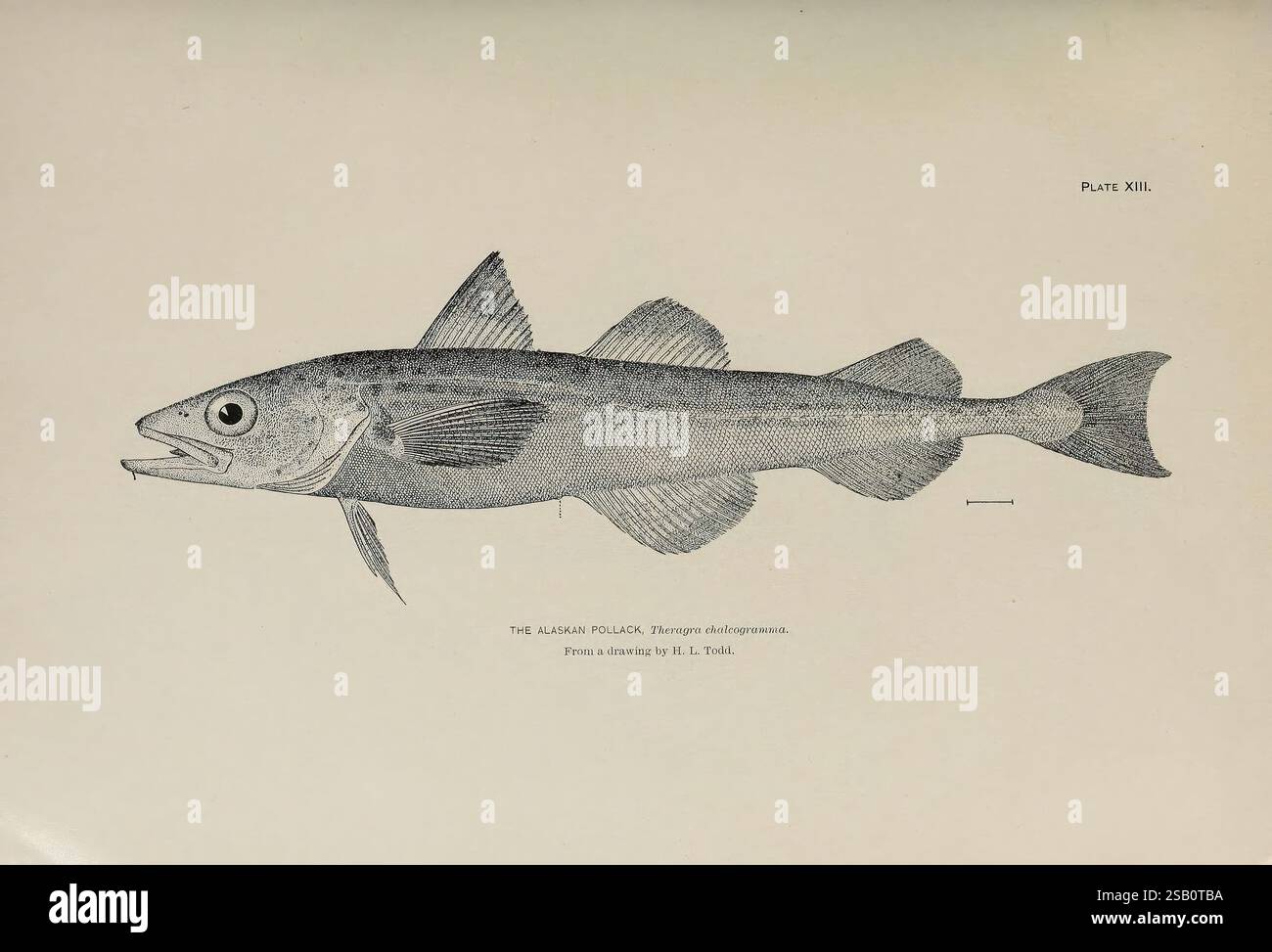 Labeled diagram identifies hi-res stock photography and images - Alamy