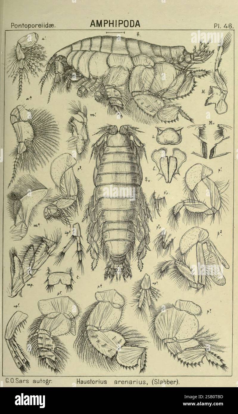 An account of the Crustacea of Norway Amphipoda plates Christiania, A ...