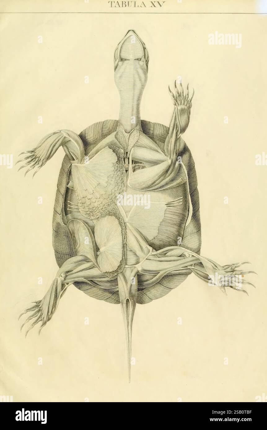 Anatome Testudinis Europaeae, Vilnae, Impensis Auctoris, Typis Josephi ...