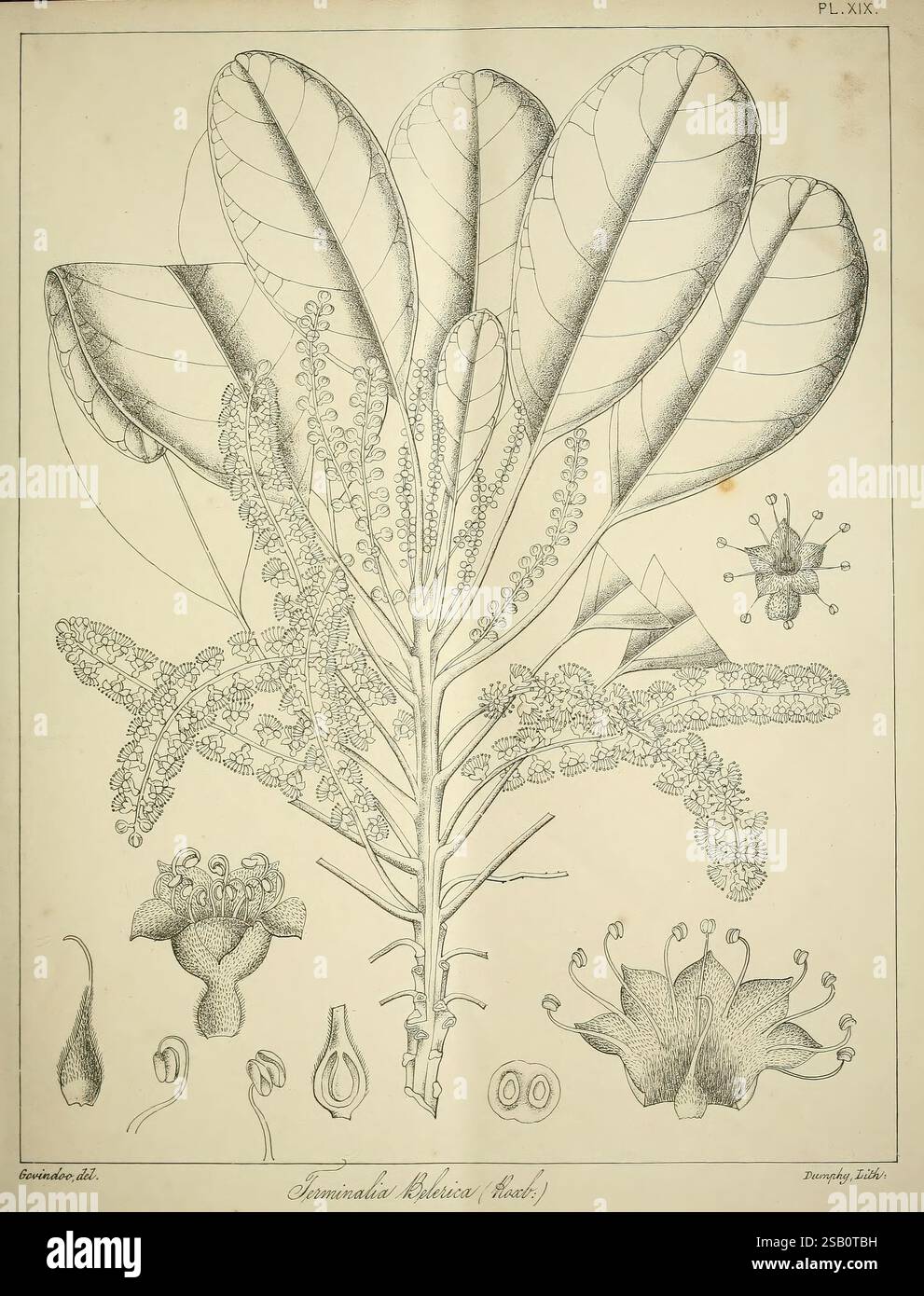The flora sylvatica for southern India: Madras, 1869-1873, trees, India ...