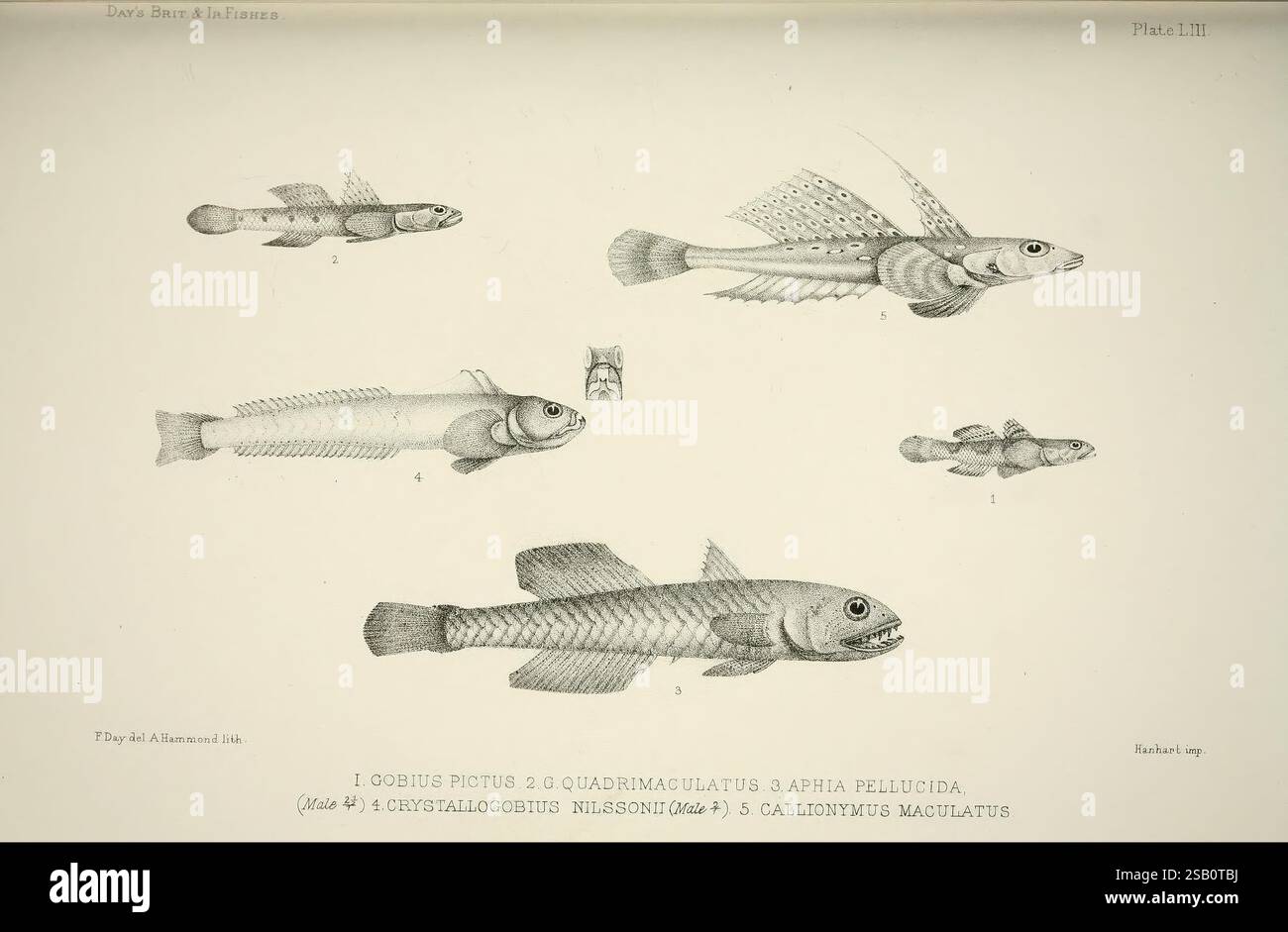 The fishes of Great Britain and Ireland Edinburgh Williams and Norgate ...