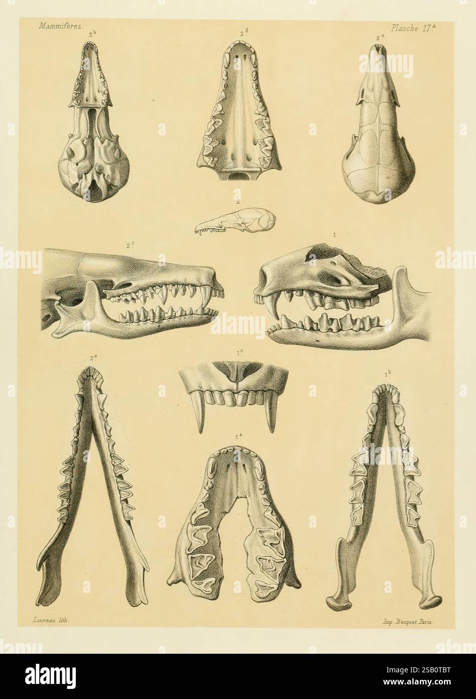 Robust jaw structures hi-res stock photography and images - Alamy