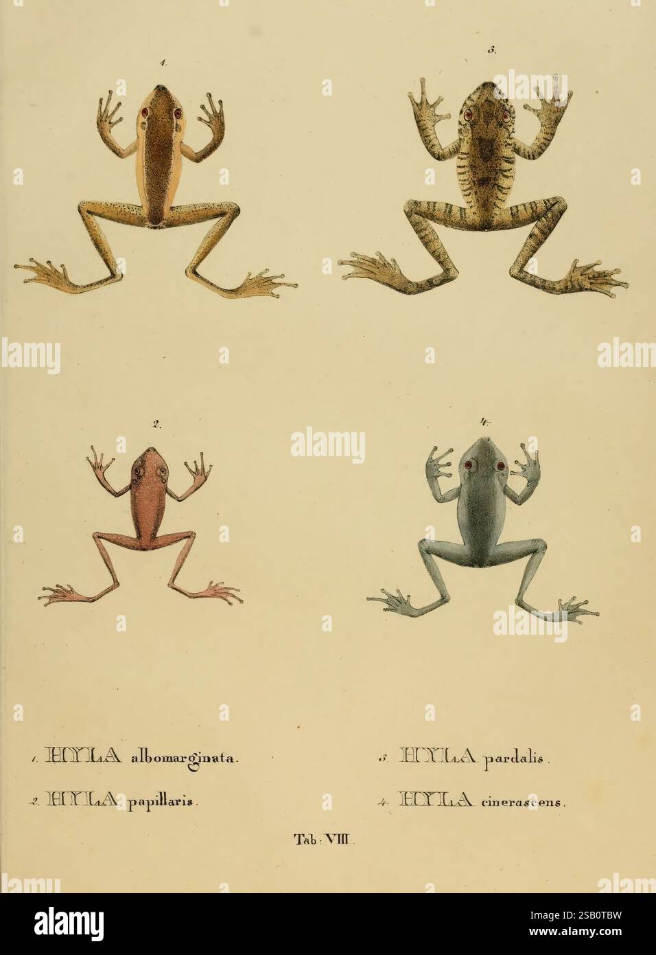 Hyla cinerascens hi-res stock photography and images - Alamy