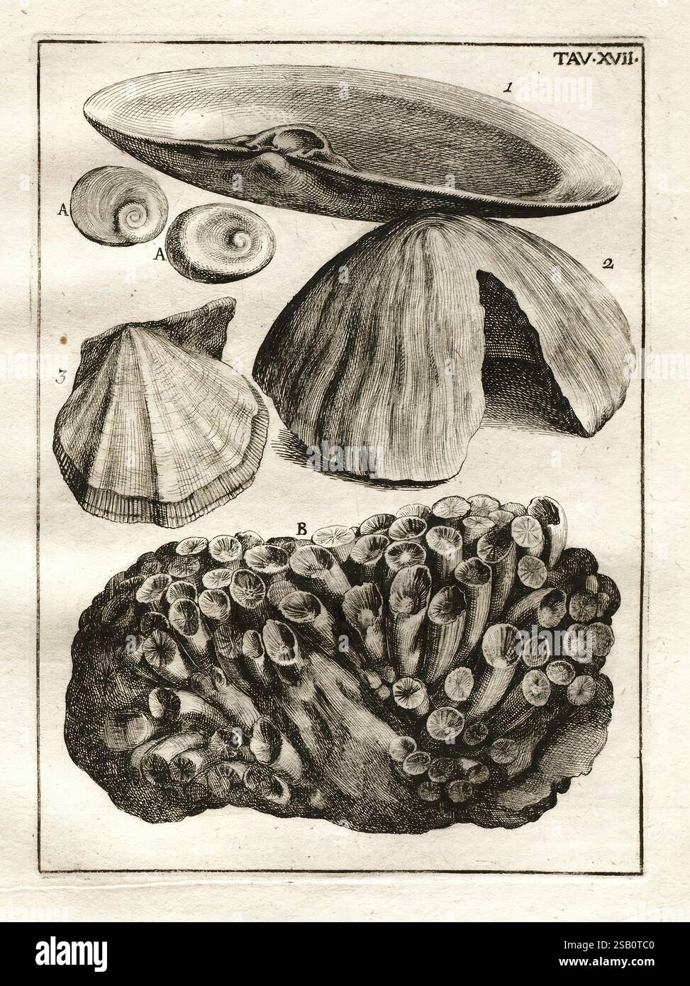 Scallop shell showcases hi-res stock photography and images - Alamy