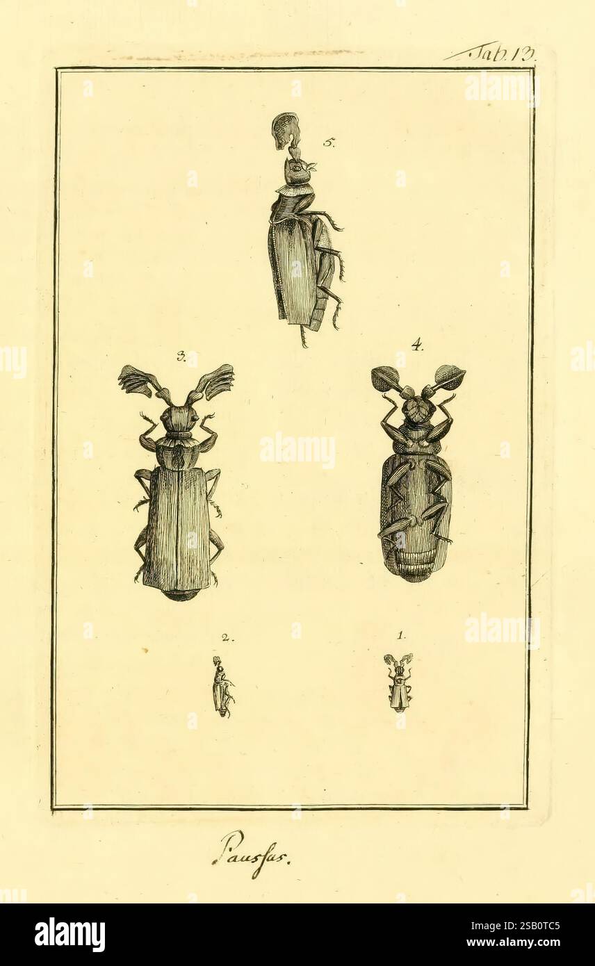 Different antennae shapes hi-res stock photography and images - Alamy