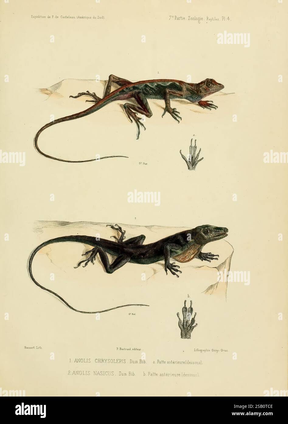 Upper section showcases anolis chrysolepis hi-res stock photography and ...