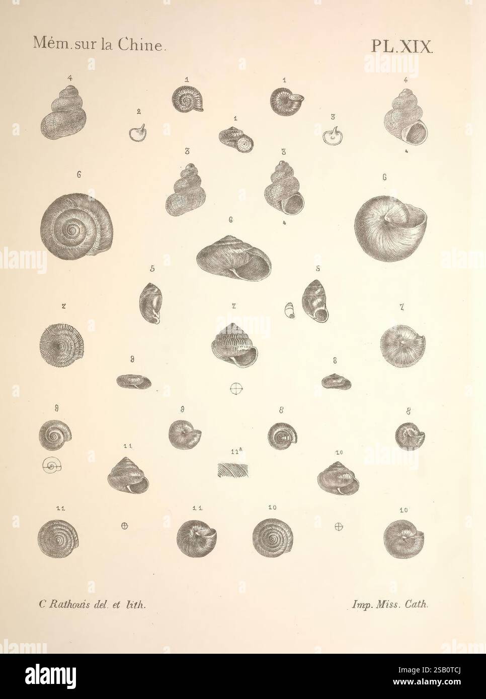 Display features different types of mollusks hi-res stock photography ...