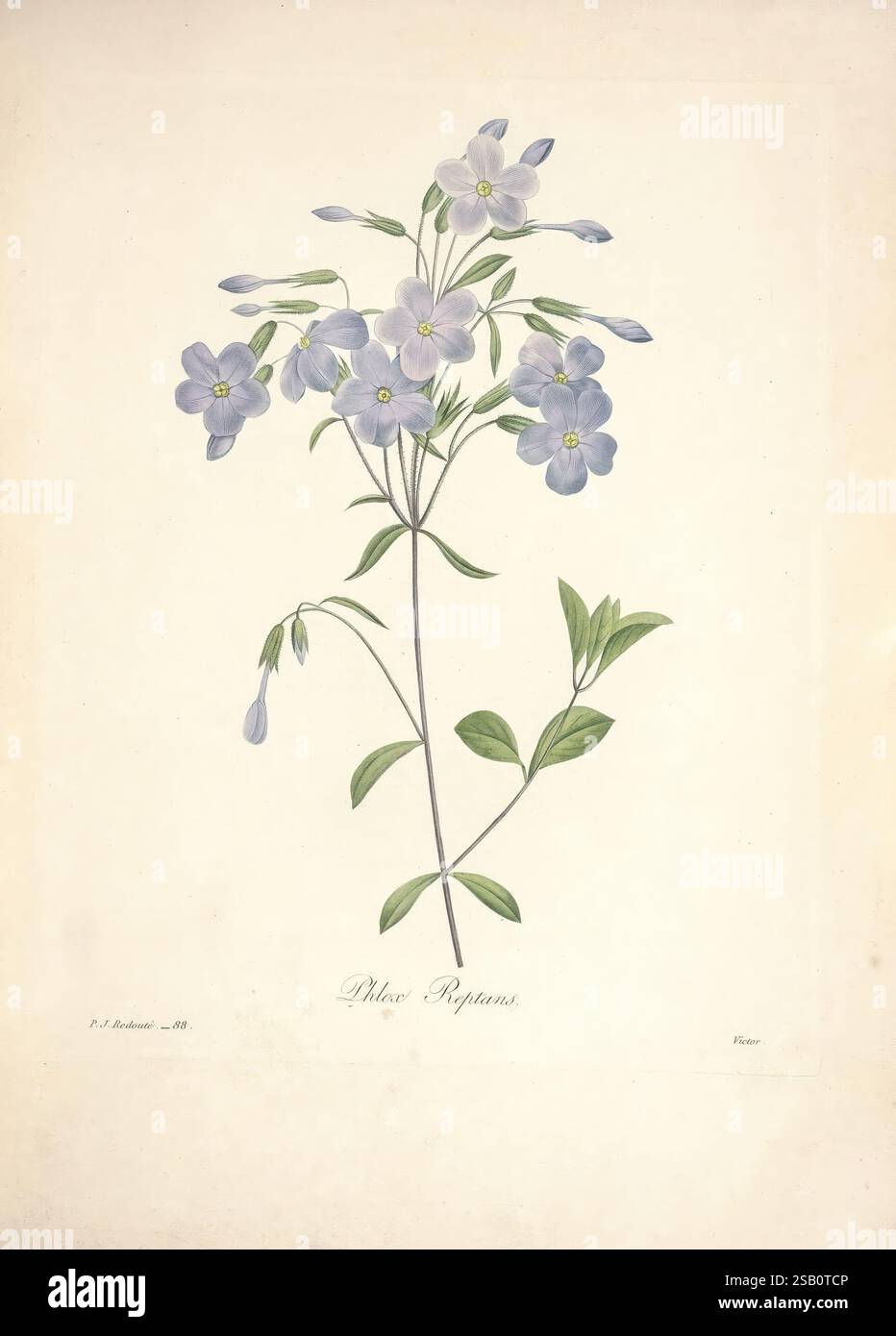Phlox paparuna hi-res stock photography and images - Alamy