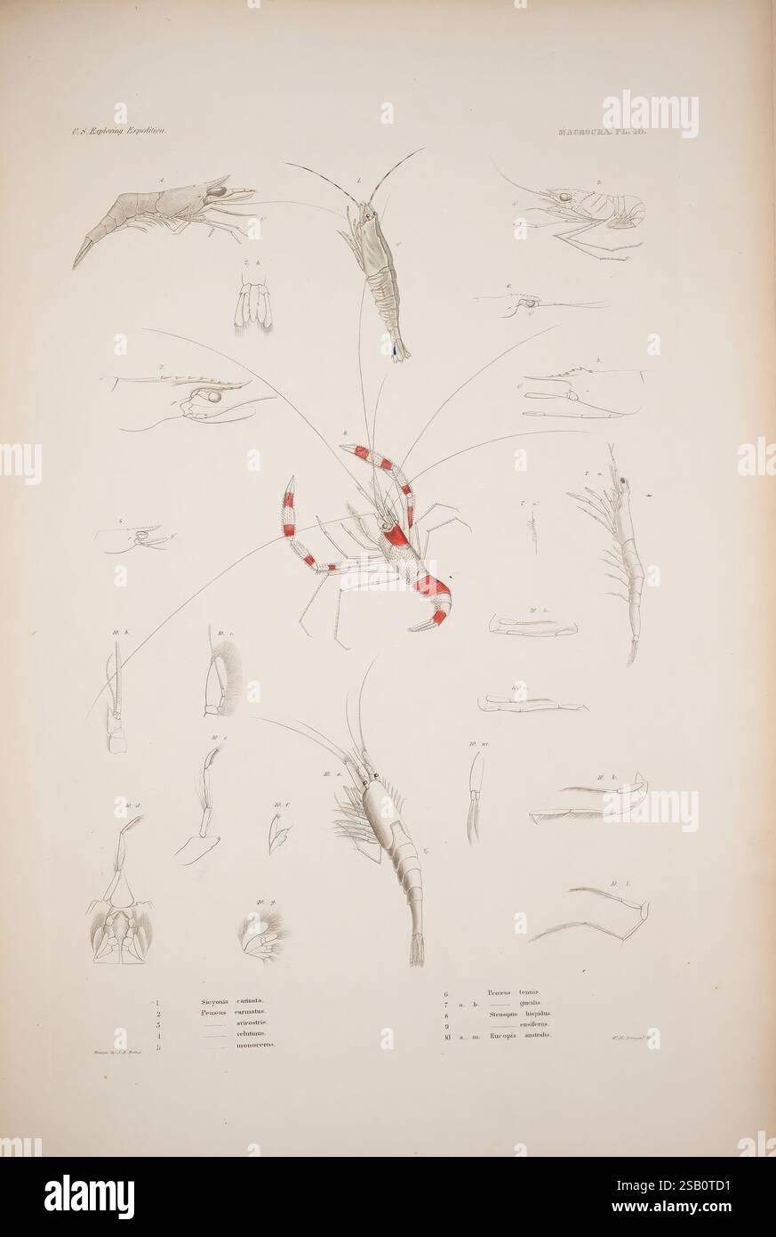 Detailed depictions of appendages hi-res stock photography and images ...