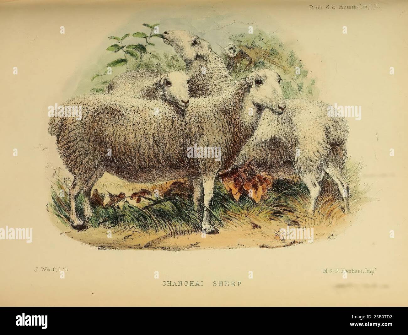 Illustration depicts three shanghai sheep hi-res stock photography and ...