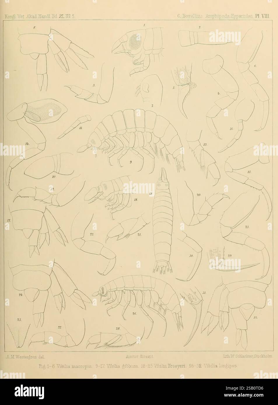 Contributions to a monograph of the Amphipoda Hyperiidea, 1887-89 ...