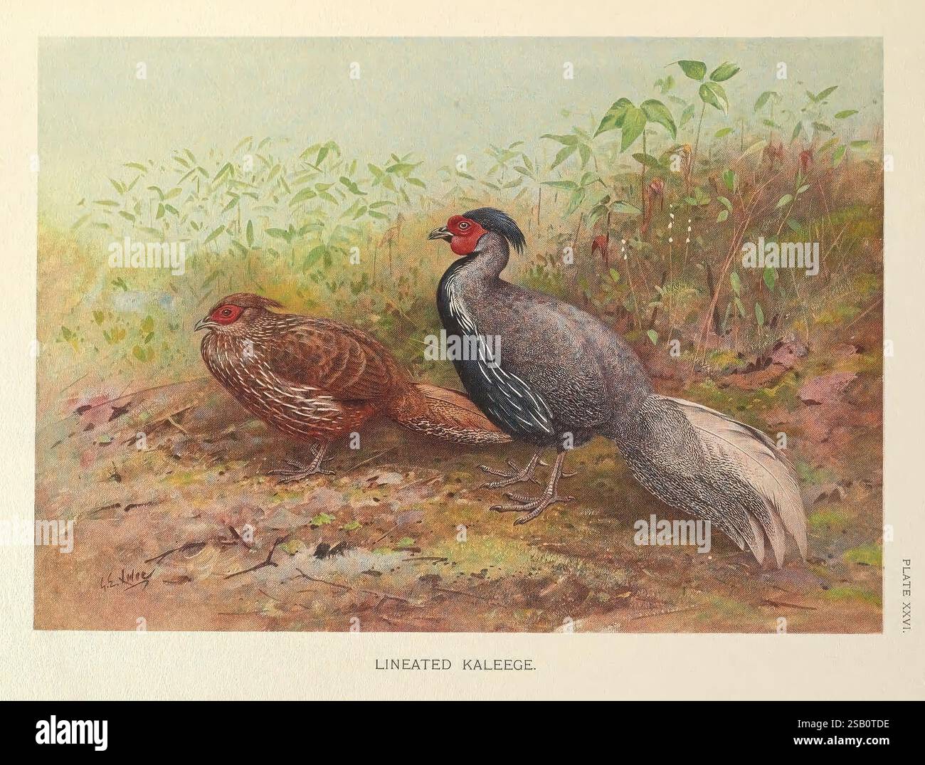 A monograph of the pheasants, London, England, Published under the ...