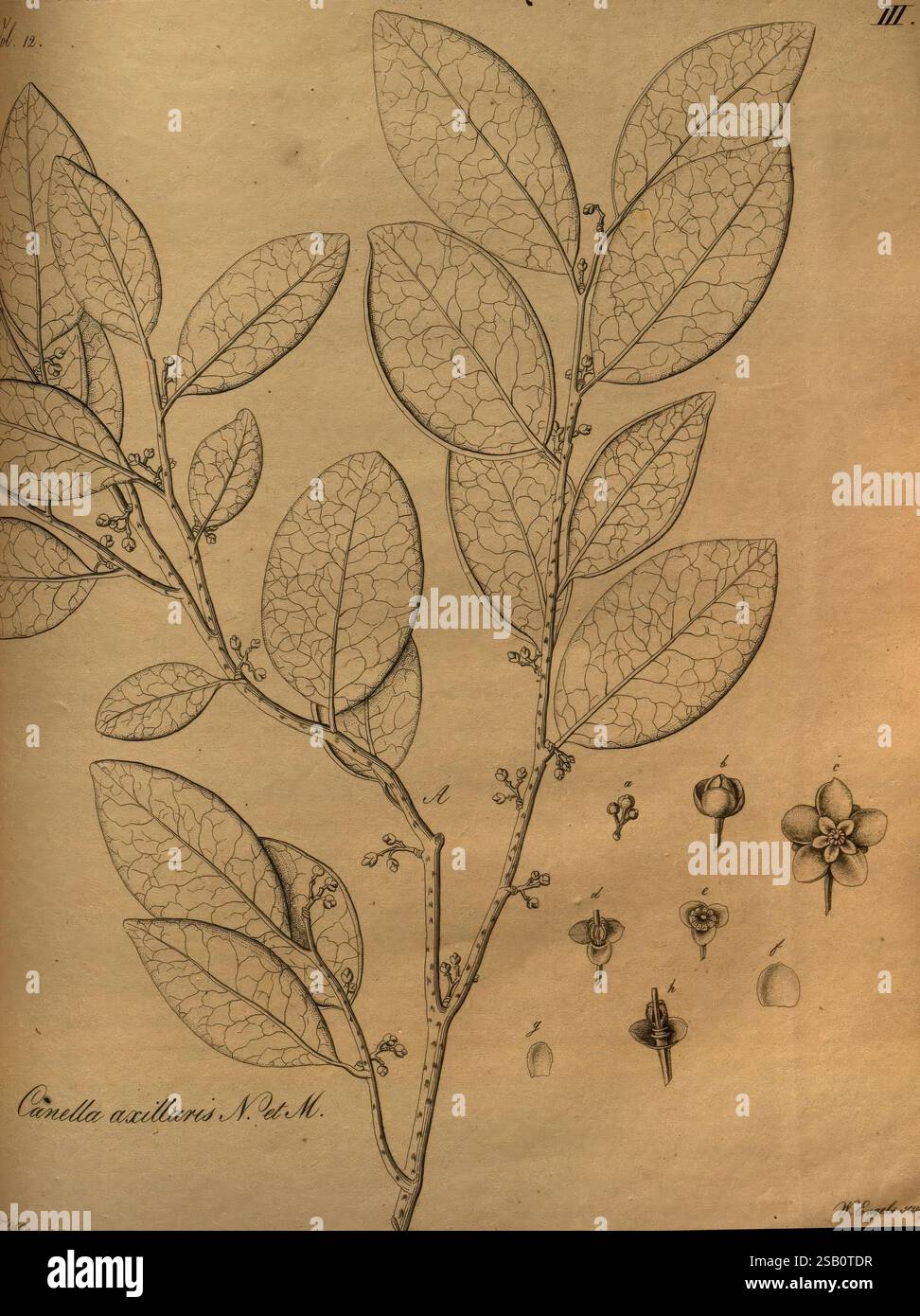 Beitrag zur Flora Brasiliens, Bonnae (Bonn), s.n, 1823-1824, Brazil ...