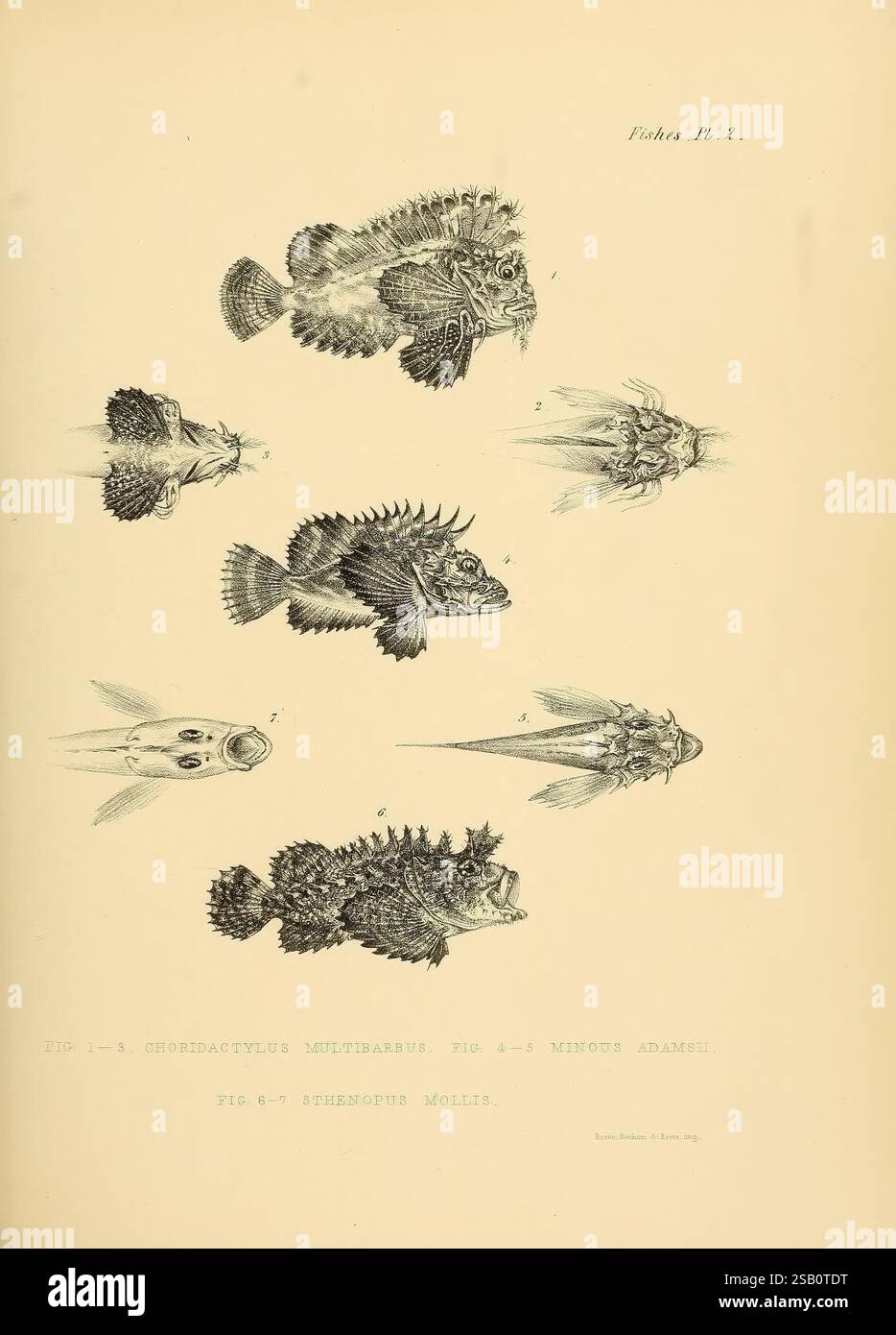 The Zoology of the voyage of H.M.S. Samarang, under the command of ...