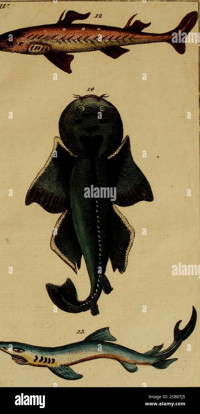 Unterhaltungen aus der Naturgeschichte, Augsburg, Engelbrecht, 1799 ...