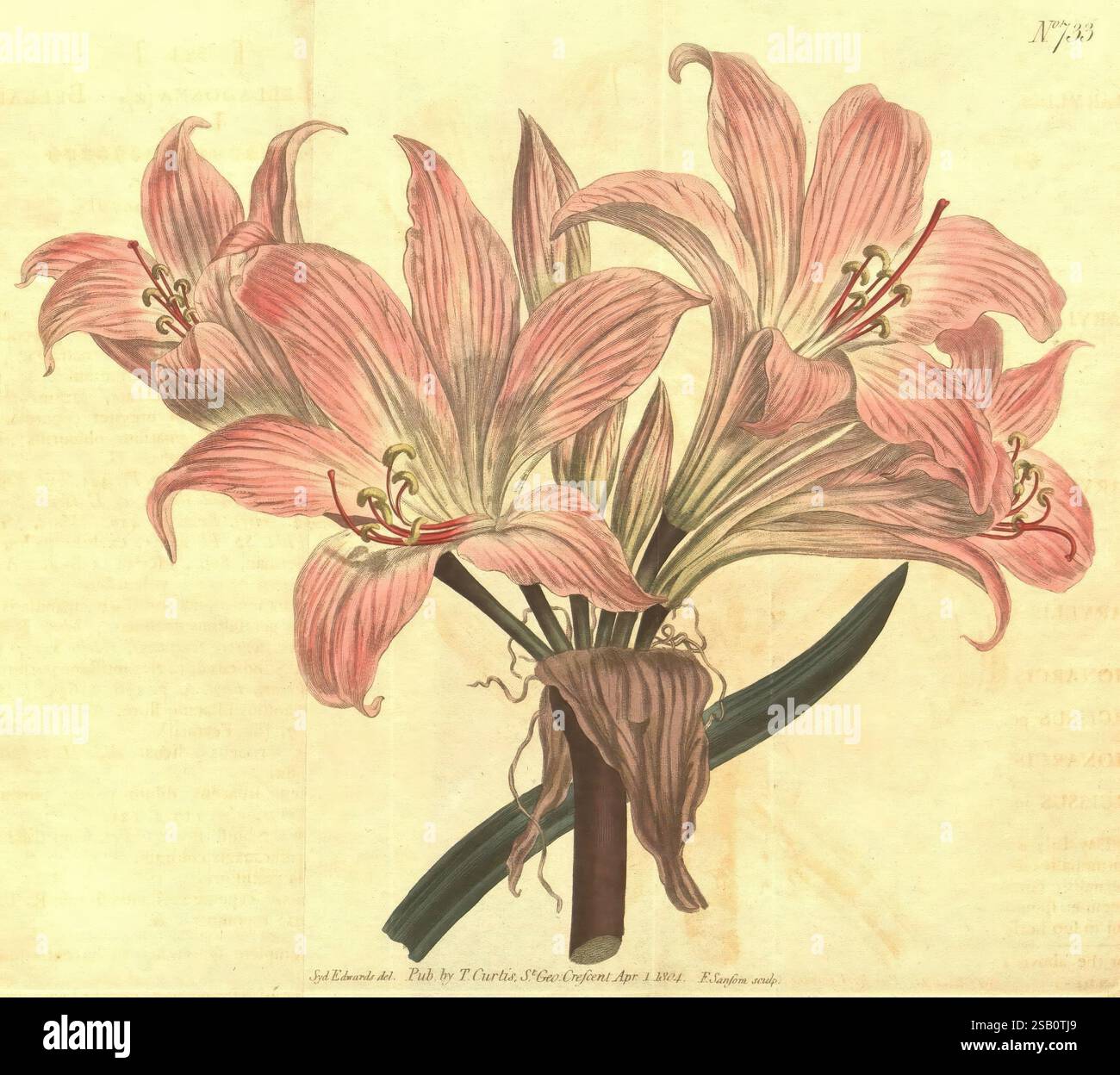 Family amaryllidaceae sydenham teast edwards south africa hi-res stock ...