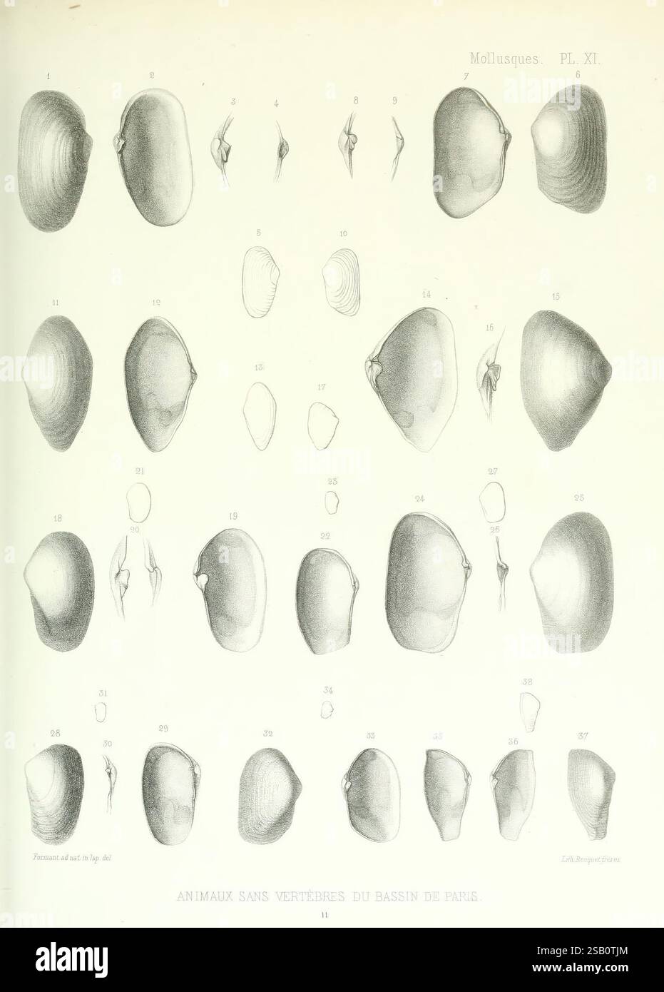 Description des animaux sans vertèbres découverts dans le bassin de ...