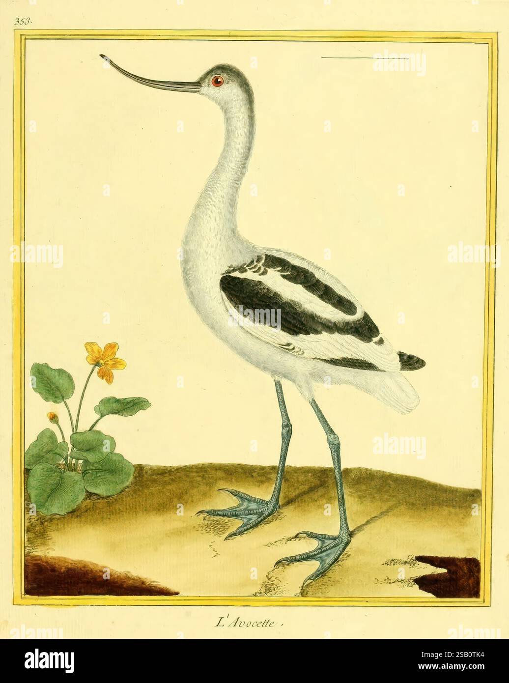 Slender bill give hi-res stock photography and images - Alamy