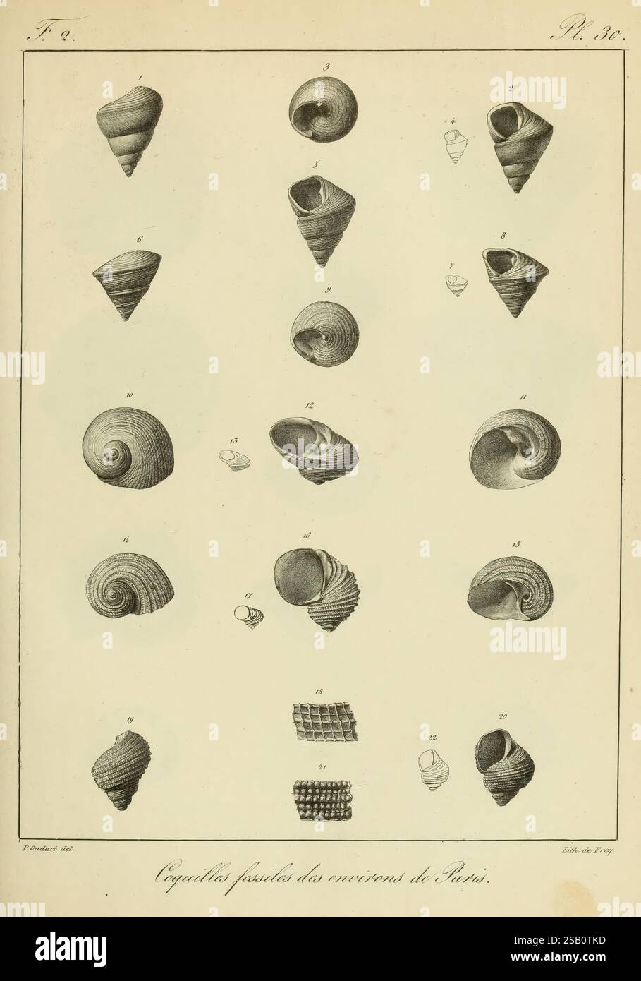 Description, des, coquilles, fossiles, des, environs, de, Paris, Paris ...