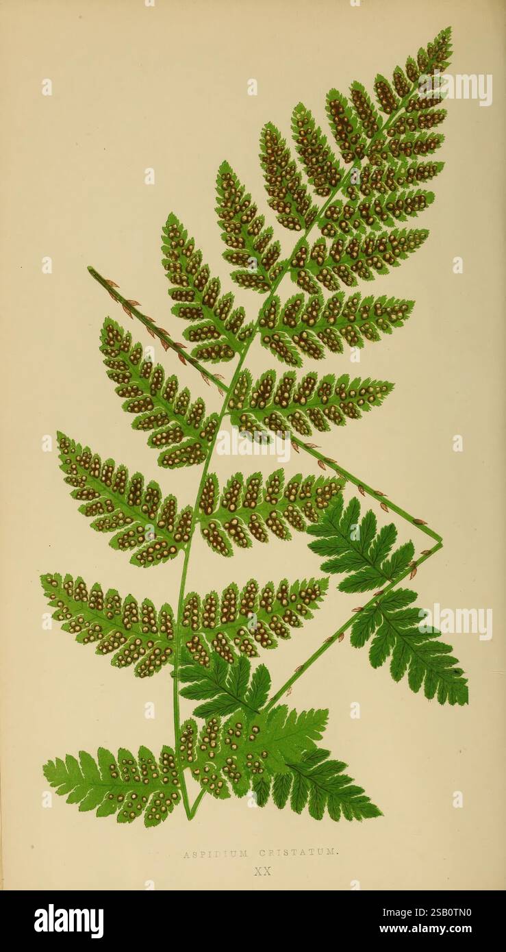 Aspidium cristatum fern hi-res stock photography and images - Alamy