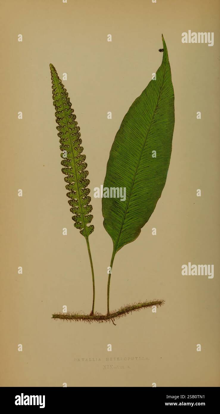 Prominent frond displays hi-res stock photography and images - Alamy