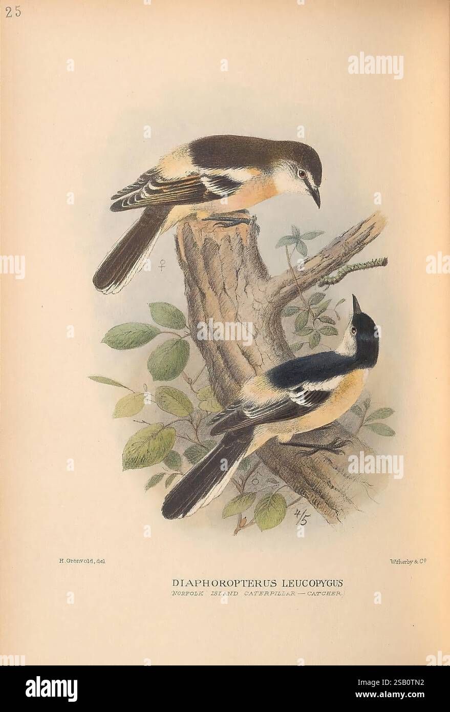 Leucopyga long tailed triller extinct hi-res stock photography and ...